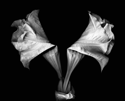 Scanned Art Photography General 1 — VANDI